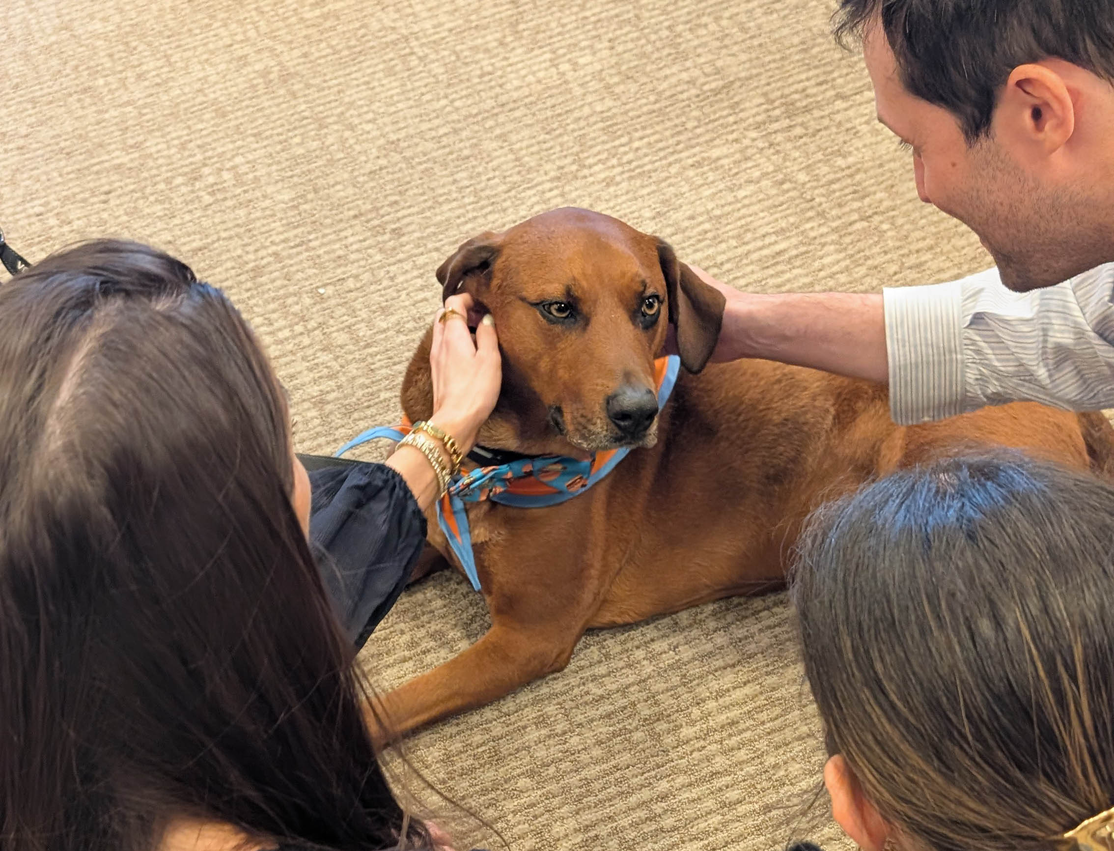 The Dogist to Present Award at The Good Dog Foundation 2026 Gala ...